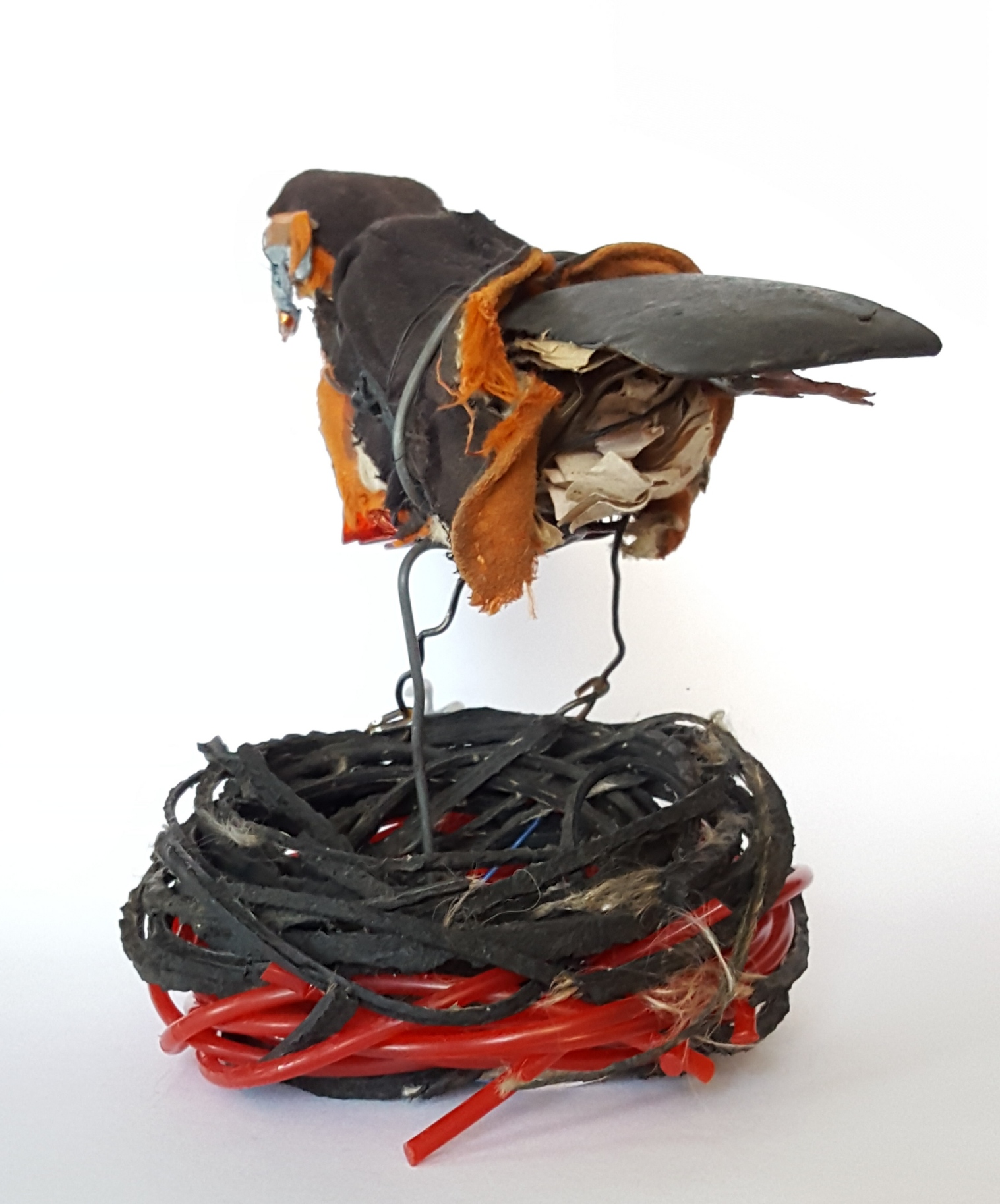 American Robin – Penny Babel